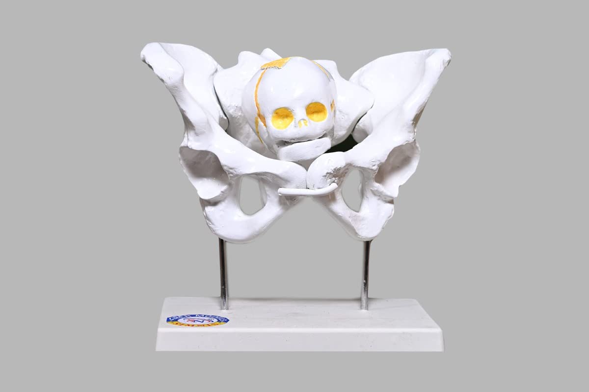 Buy SIMNIS Female pelvis Model and fetal skull real Human Pelvis ...
