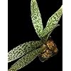 Amazon.com : Orchid Insanity – Silver Squill Leopard Lily – South ...