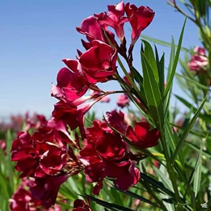 करवीर Karvira live flower plant,Hybrid korobi flower plant live For ...