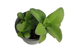 Cloud Farm Live Patharchatta/Bryophyllum Pinnatum/Miracle Leaf/Panfuti ...