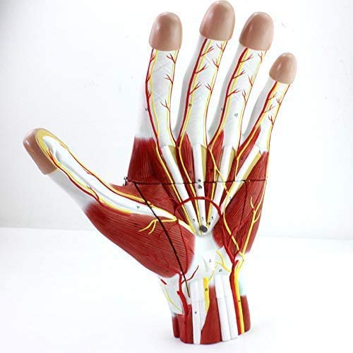 Buy Education Model Of Human Hand, Model Of Anatomy Of The Hand With ...
