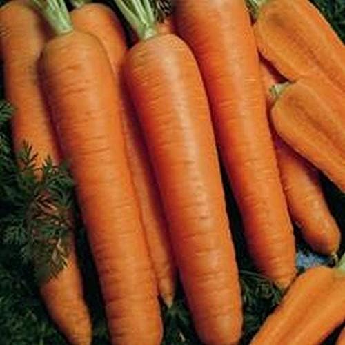 Amazon.com : Napoli F1 Carrot Seeds (25 Seed Package) : Patio, Lawn ...