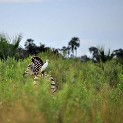 Bye Little Bird de Rigo-Chi en Amazon Music Unlimited