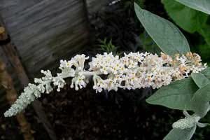 Buddleja Fallowiana Alba (Sent in 9cm pots) : Amazon.co.uk: Garden