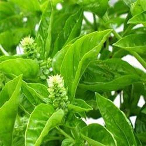 EVOY Holy Basil Rama/Shyama Tulsi Organic Herb 1500 Seeds RR735 ...
