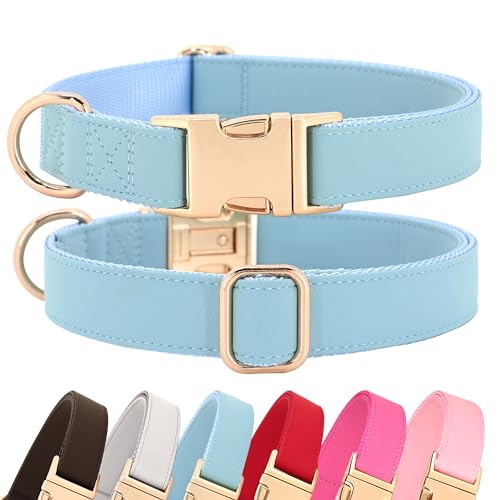 Blue Collar Dog – The 15 best products compared - Wild Explained