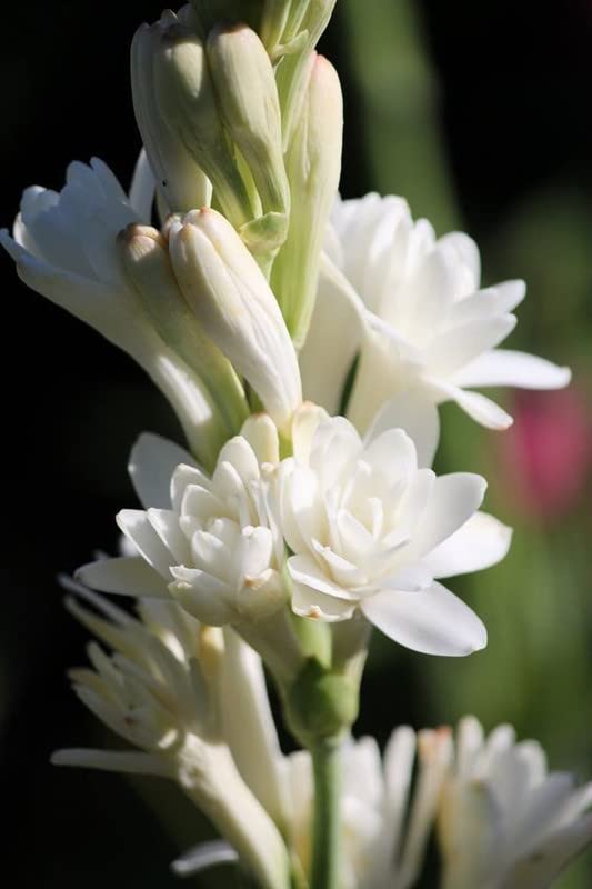 Siddhi Vinayak Gallery® Imported Variety Rajnigandha Double Flowering ...