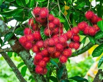 Cloud Farm Live Rare Red Rambutan Hybrid Exotic Fruit Seedling Live ...