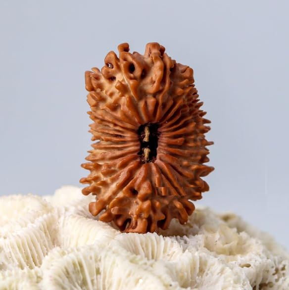 Seven Hills Highly Precious 21 Mukhi Rudraksha Original Certified ...