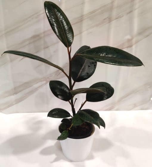 rubber tree live plant pack of 1 : Amazon.in: Garden & Outdoors