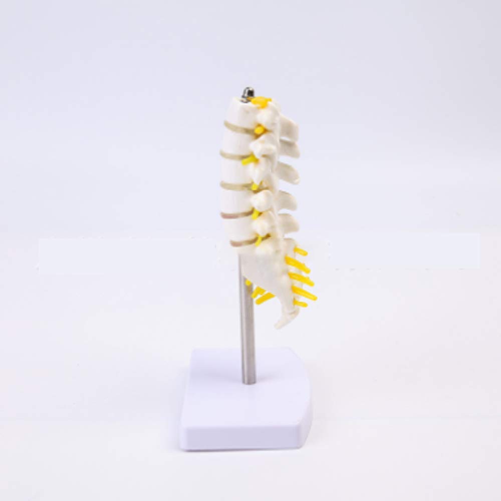 Educational Anatomical Model 5 Section Lumbar Vertebrae Model Disc ...