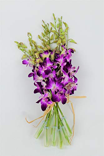 Amazon Best Sellers: Best Fresh Cut Orchids