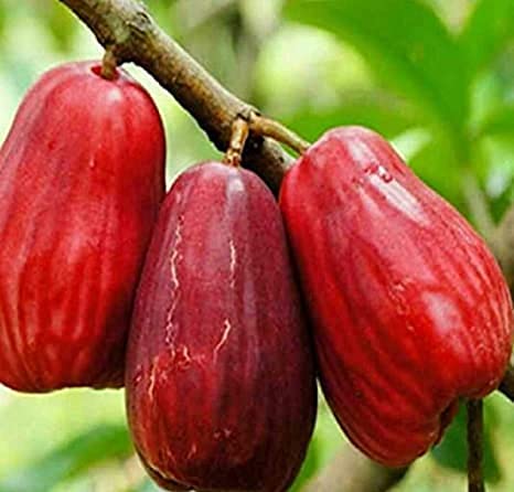 Rare Red Strawberry Water Apple, Rose Water Apple (Jamrul) Grafted/Air ...