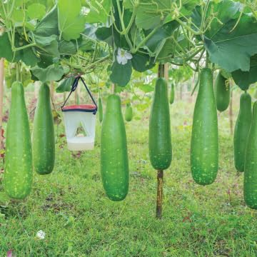 ONLINE PLANT BAZAR Hybrid Bottlegourd Vegetable Seeds GADDA-140(pack Of ...