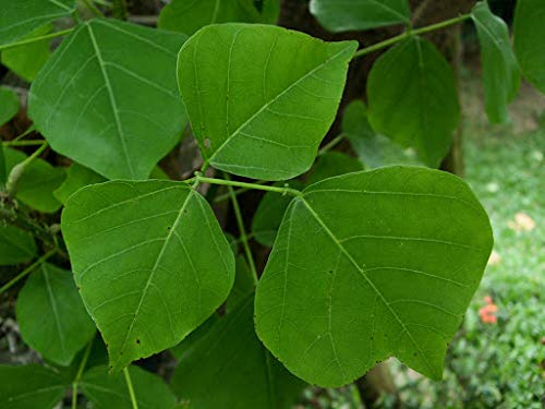 Kapebonavista Chauldua Lenten tree Pangara Erythrina variegata plant ...