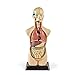 Amazon.com: hand2mind 19 Inch Tabletop Human Torso Model, Anatomically ...