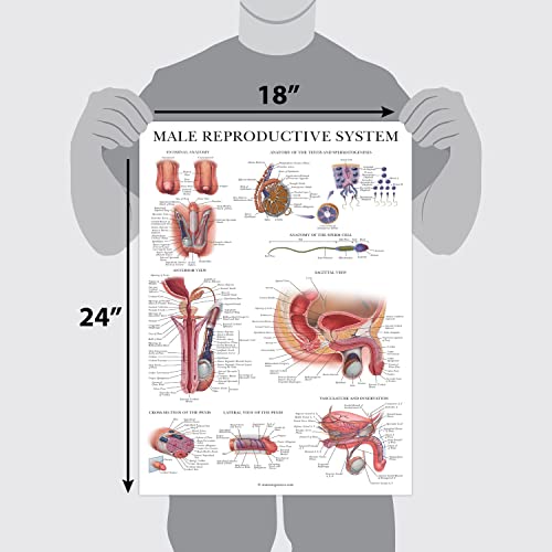 Palace Learning Laminated Male Reproductive System Anatomical Chart ...