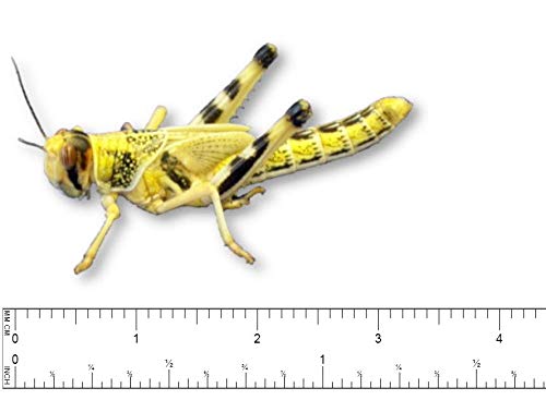 Livefood UK Live Locusts Large size 30mm to 40mm 1 tub of 25 Large ...