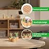 Amazon.com : Bigmeta 6 Pcs Wood Air Plant Holder - 1.2" Rustic Style Airplant Display Stands for ...