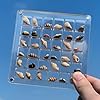 Amazon.com: GNIYUIX Acrylic Magnetic Seashell Display Box - 36 Grids Clear Seashell Storage Box ...