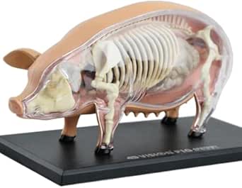 Amazon.com: 4D Pig Anatomy Model - Detailed Educational Tool for ...