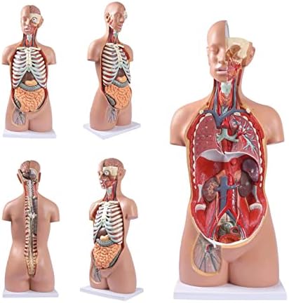 Generic Medical Human Body Model Human Torso Model Anatomy Doll 17 ...