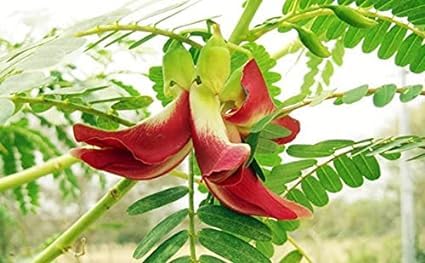 Nandini Garden Red Agathi Keerai Sesbania grandiflora West Indian Pea ...