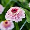 Amazon.com : 50+Zinnia Zinderella Lilac Flower Seeds for Planting ...
