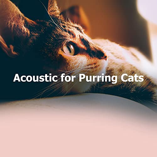 Amazon.com: Acoustic for Purring Cats : Cat Relaxing Sounds TA: Digital ...