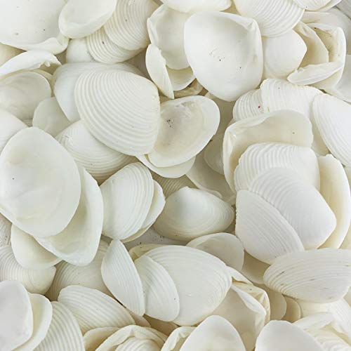 Best Crushed Shells for Landscaping: Durable, Natural Mulch and Decor ...