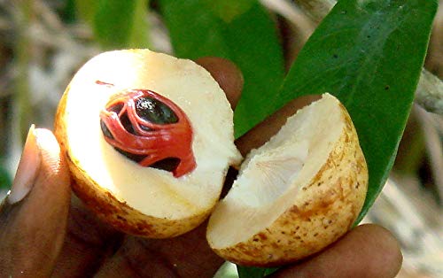 Creative Farmer Live Plant Jathi (Tree) Nutmeg (Myristica Fragrans ...