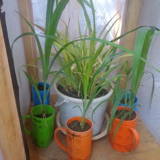 Smart Napier Grass Sticks Pack Of 50 : Amazon.in: Garden & Outdoors