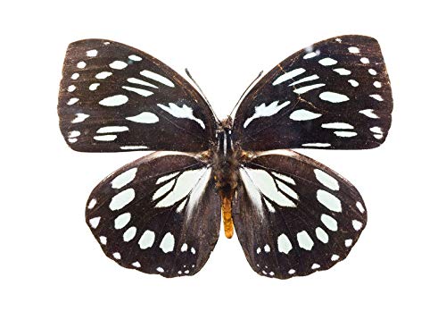 Lot of 10 Common Forest Queen Butterfly Euxanthe eurinome Folded Fast ...