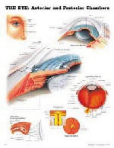 Buy The Eye: Anterior and ior Chambers: Anterior and ior Chambers ...