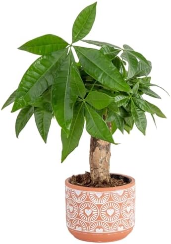 Amazon.com : Costa Farms Money Tree Live Plant, Easy to Grow Houseplant ...