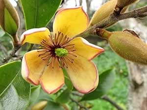 Amazon.com : Banana Shrub Magnolia Tree 5 Gallon Flowers Smell Like ...