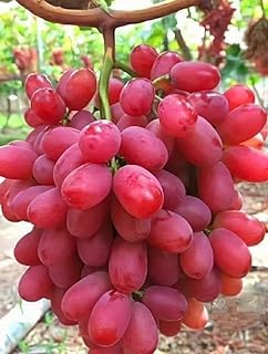 GreenEarth Original Sweet Red Grape Plant, Lal Angoor Air Layered Plant ...