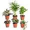 Amazon.com: Costa Farms Mini Houseplants (6 Pack), Easy Grow Live ...