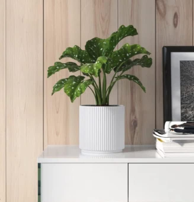Leaf Ceramic Indoor Cachepot Planters : Amazon.co.uk: Garden
