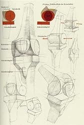 Amazon.com: Menschen zeichnen: 9783419537190: Gottfried Bammes: Books