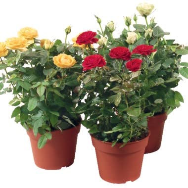 Rosal Mini Lidl ️ 2025