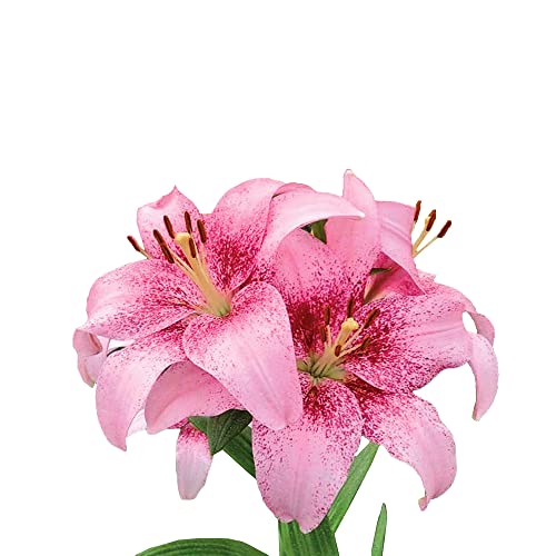 Asiatic lily - How to grow & care