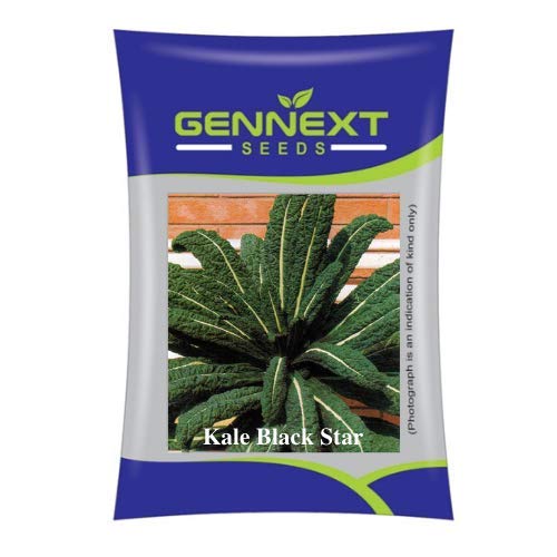 Kale Tuscan/Dinosaur Kale/Cavolo Nero/Black Kale Seeds By Gennext ...