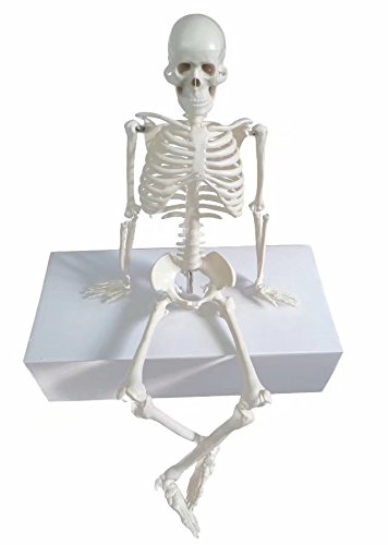 BoNew 85cm Medium Human Skeleton Skull Anatomical Mode Medical Anatomy ...