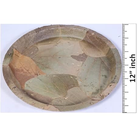 Buy The Green Globe Eco-Friendly Bio-Degradable Disposable Compostable ...