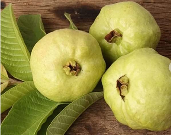 Green view"White Indonesian Seedless" Clone Type Hybrid Guava - 1 ...