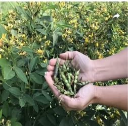 ARAHAR TUAR SEEDS DAAL, BEEJ HIGHEST YIELDING VARIETY 250 SEEDS RED ...