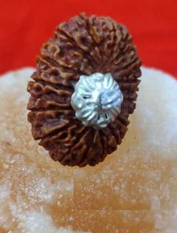 Gemstone Industry Natural 16 Mukhi Rudraksha Original Certified 16 मुखी ...