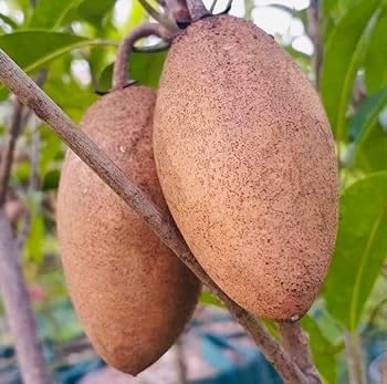 long Chikoo Plant Grafted" Thai Variety Sapota Plant Grafted Fruit ...