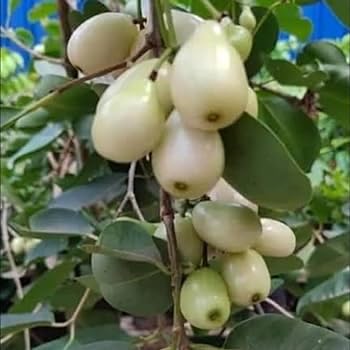 Cloud Farm Rare White Jamun Jambolan Variety Grafted Fruit Live Plant ...